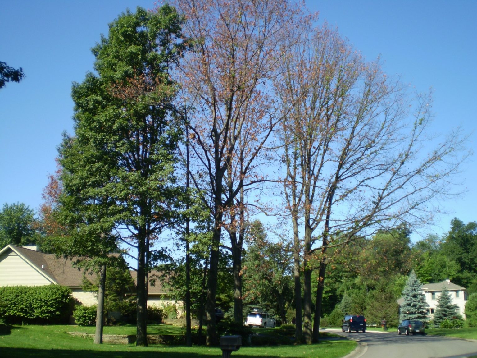 Oak Wilt - The Plant Doctor, LLC